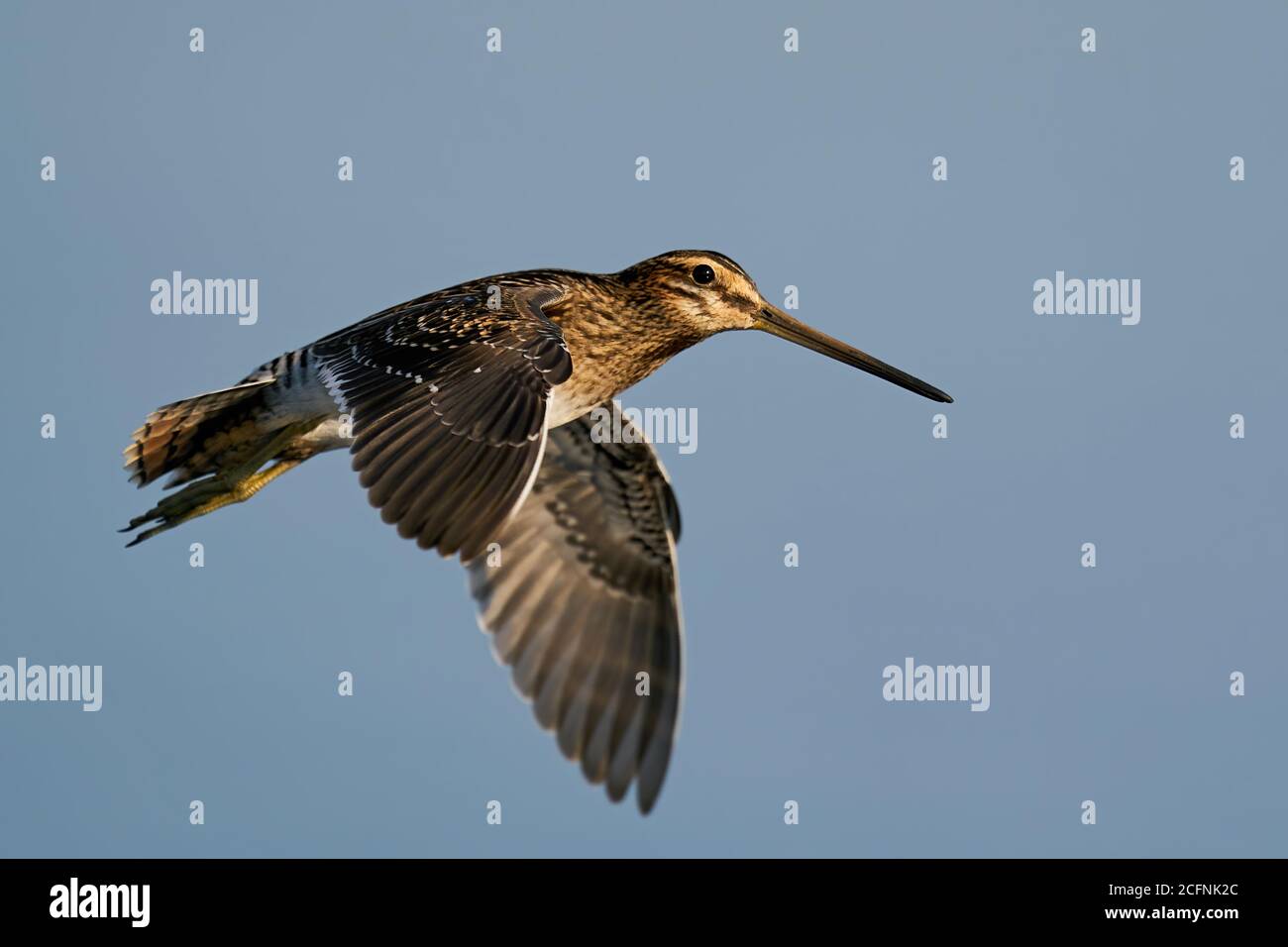 Common snipe in flight in its natural enviroment Stock Photo - Alamy