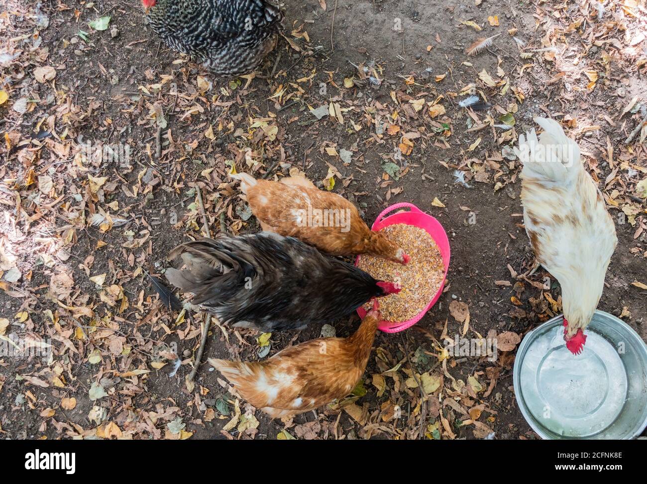 Grown chickens hi-res stock photography and images - Alamy