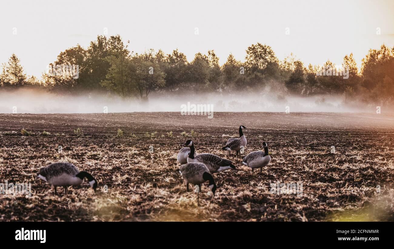 Hunting wild geese ducks snow geese goose hunt Stock Photo - Alamy