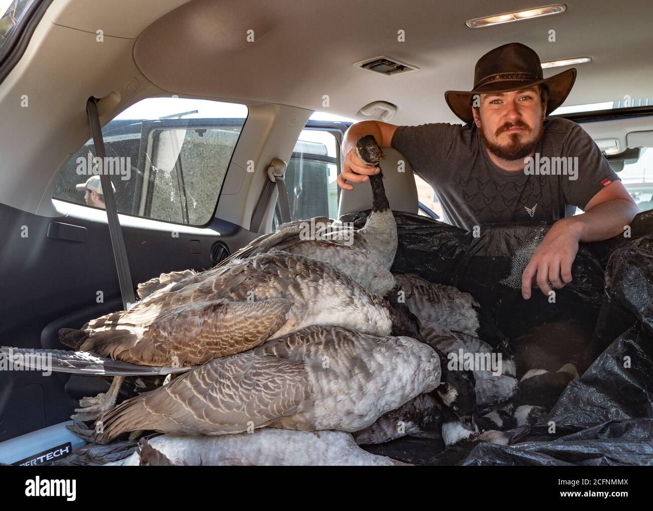 Hunting wild geese ducks snow geese goose hunt Stock Photo - Alamy