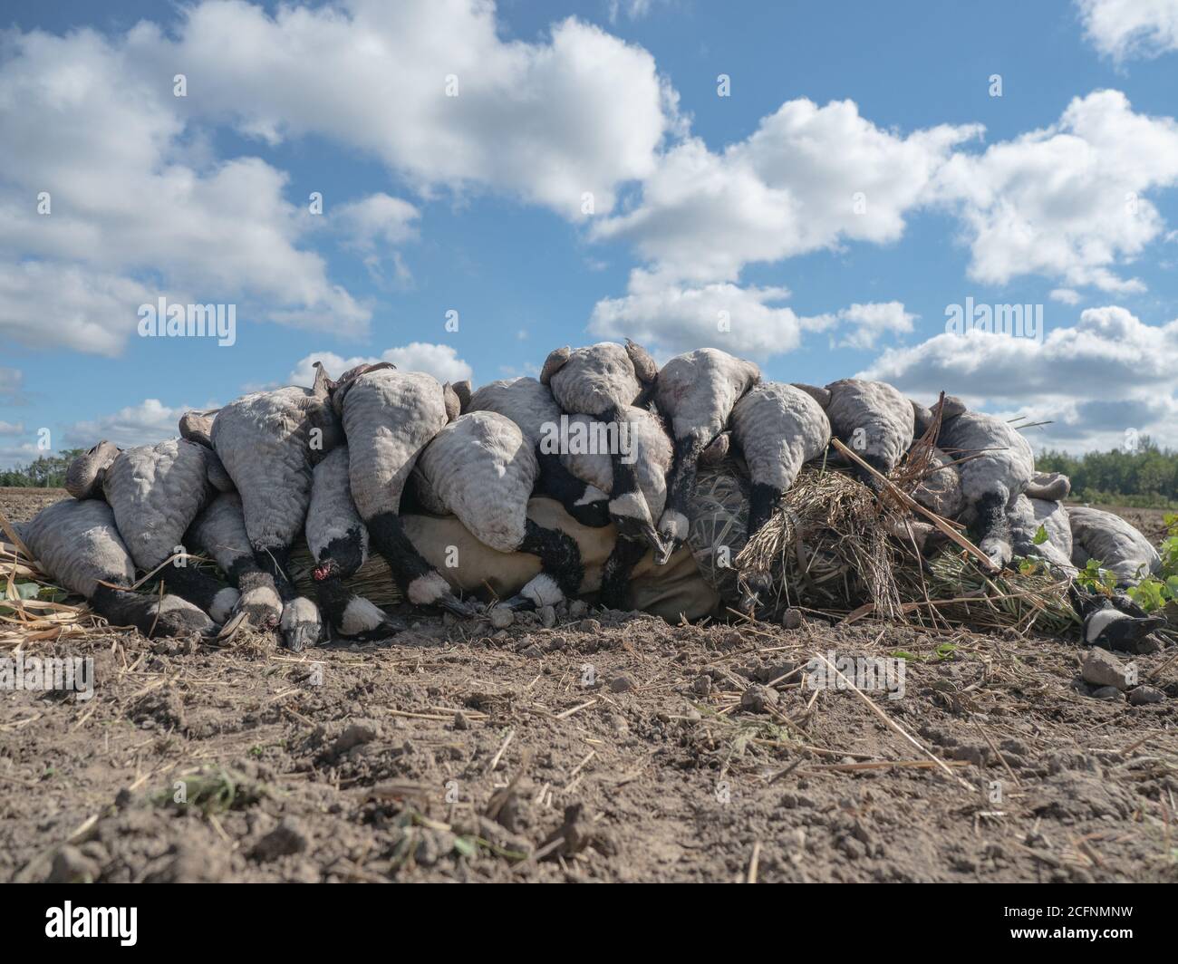 Hunting wild geese ducks snow geese goose hunt Stock Photo - Alamy