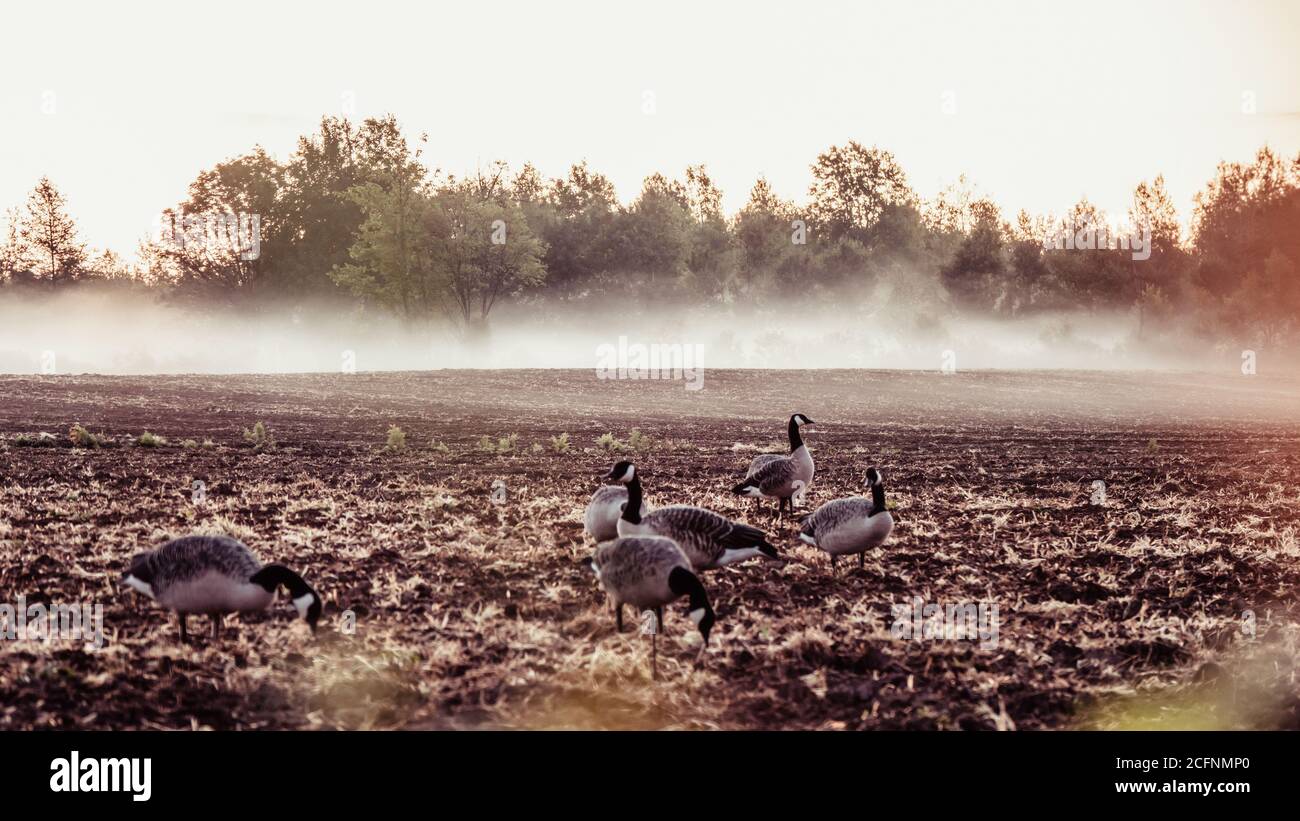 Hunting wild geese ducks snow geese goose hunt Stock Photo - Alamy