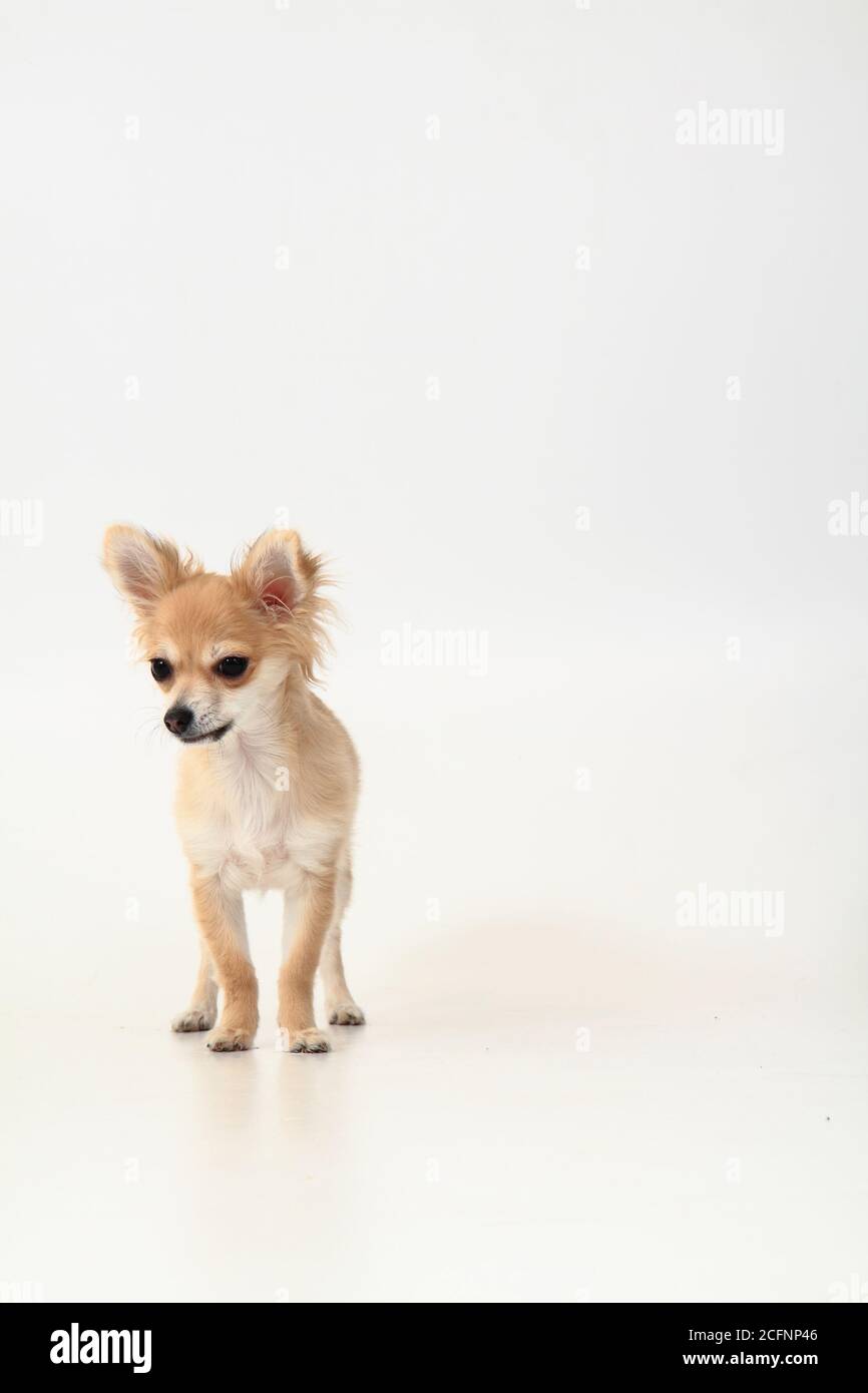 small and sweet chihuahua in the photo studio Stock Photo - Alamy