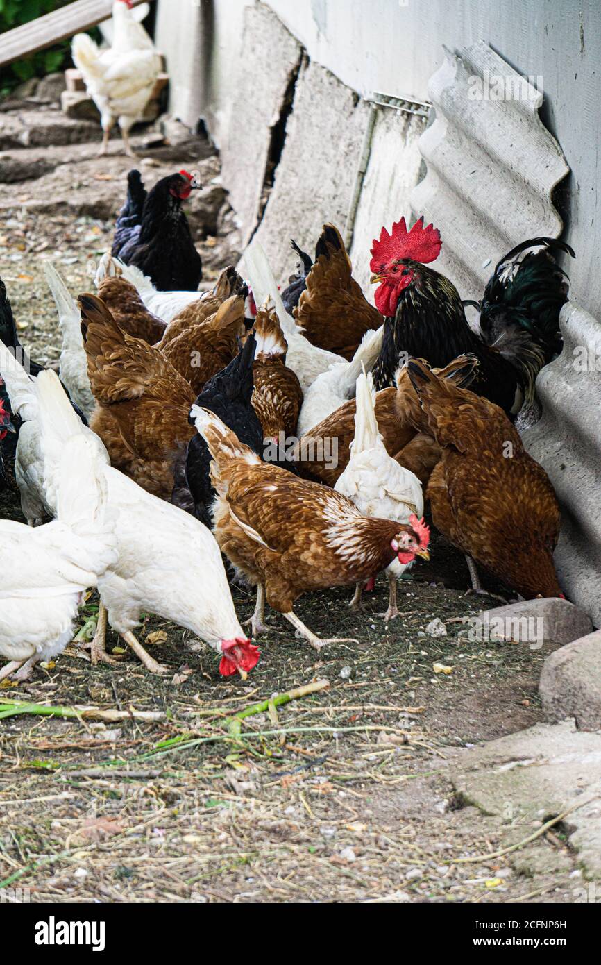 Multi-colored motley chickens are looking for food in a rural yard ...