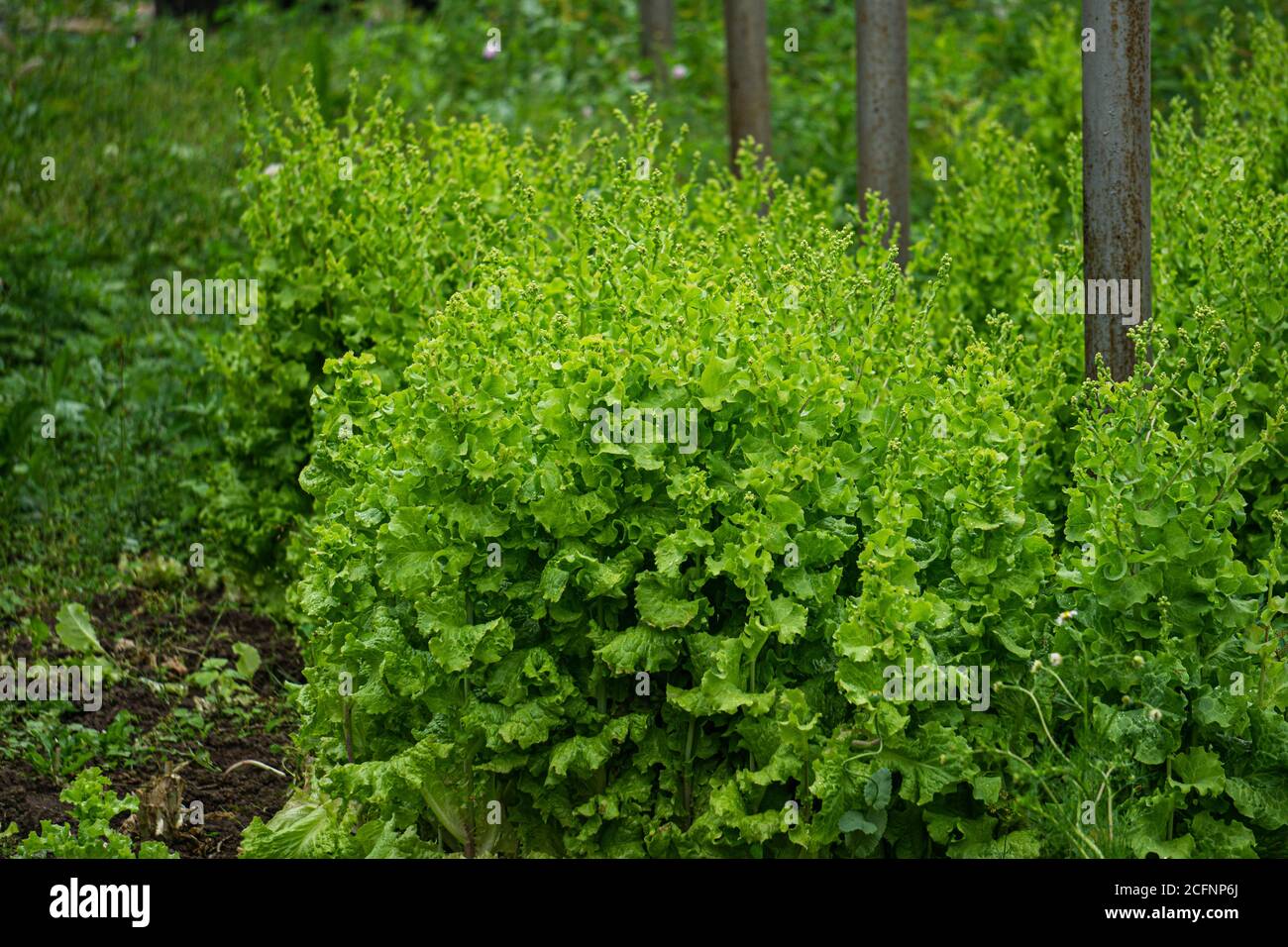 Grow lettuce in container hi-res stock photography and images - Alamy