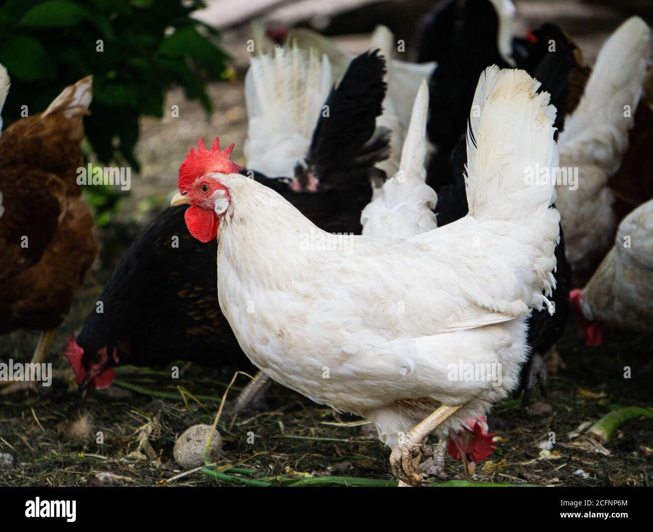 Multi-colored motley chickens are looking for food in a rural yard ...