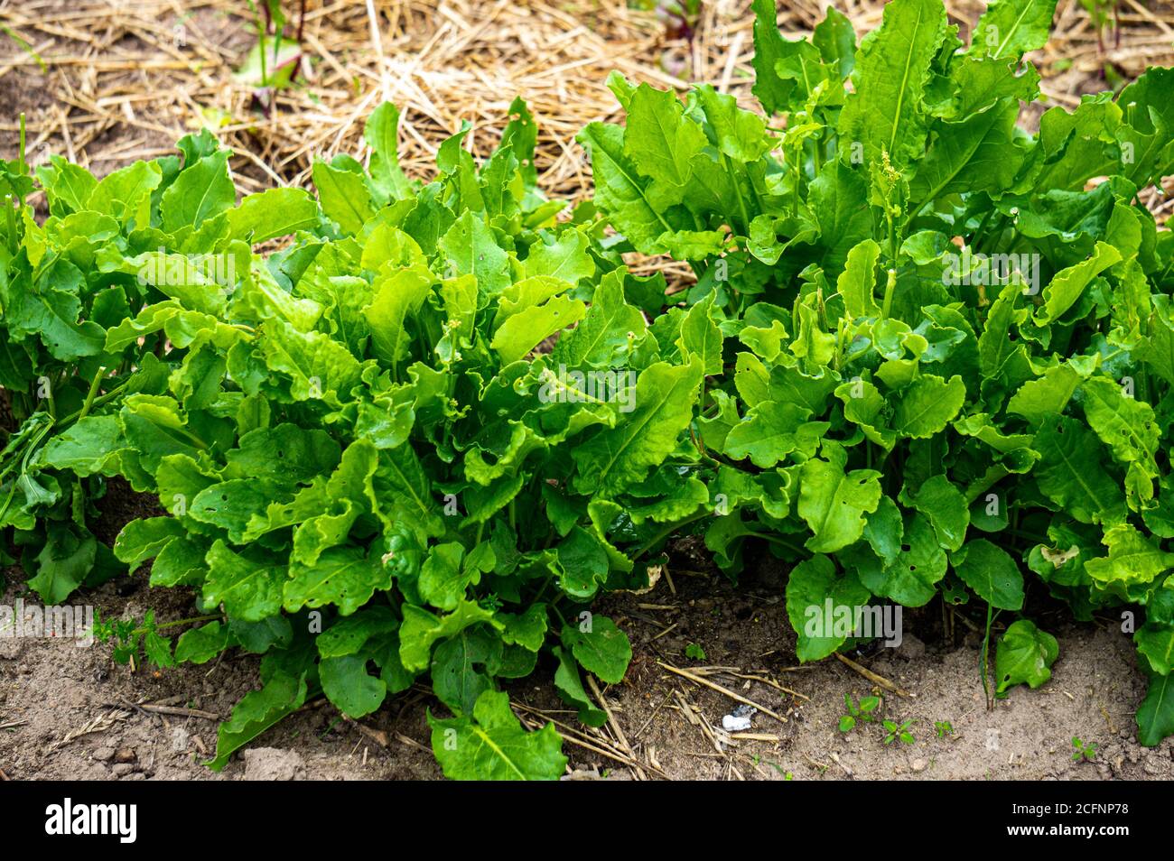 Leaves of green sorrel in the garden in the garden Stock Photo - Alamy