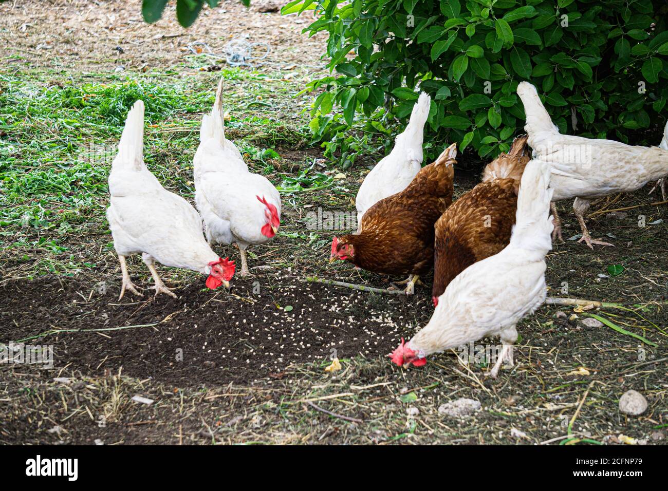 Multi-colored motley chickens are looking for food in a rural yard ...