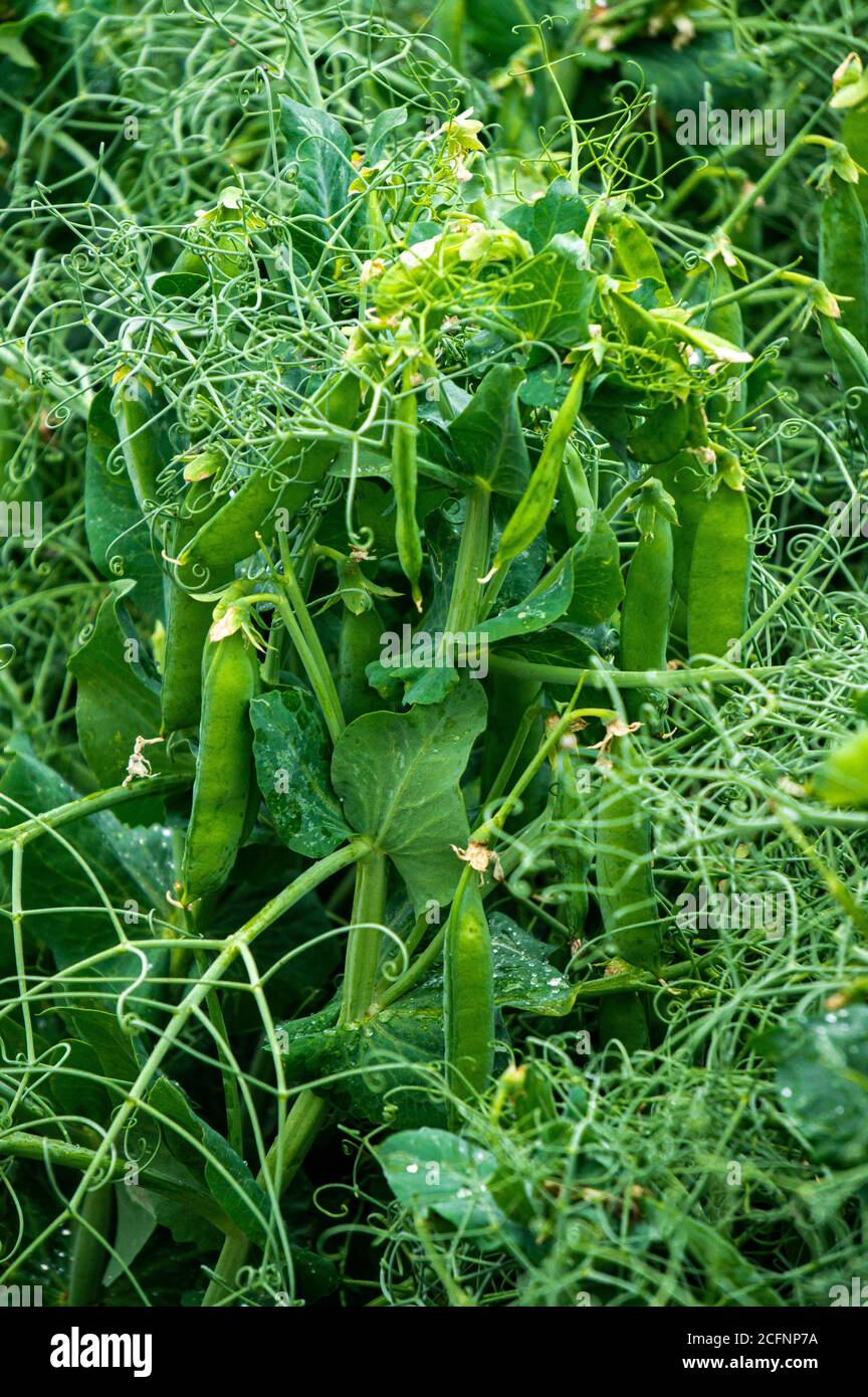 Green fresh pea pods. Healthy food. Growing peas in the garden Stock ...