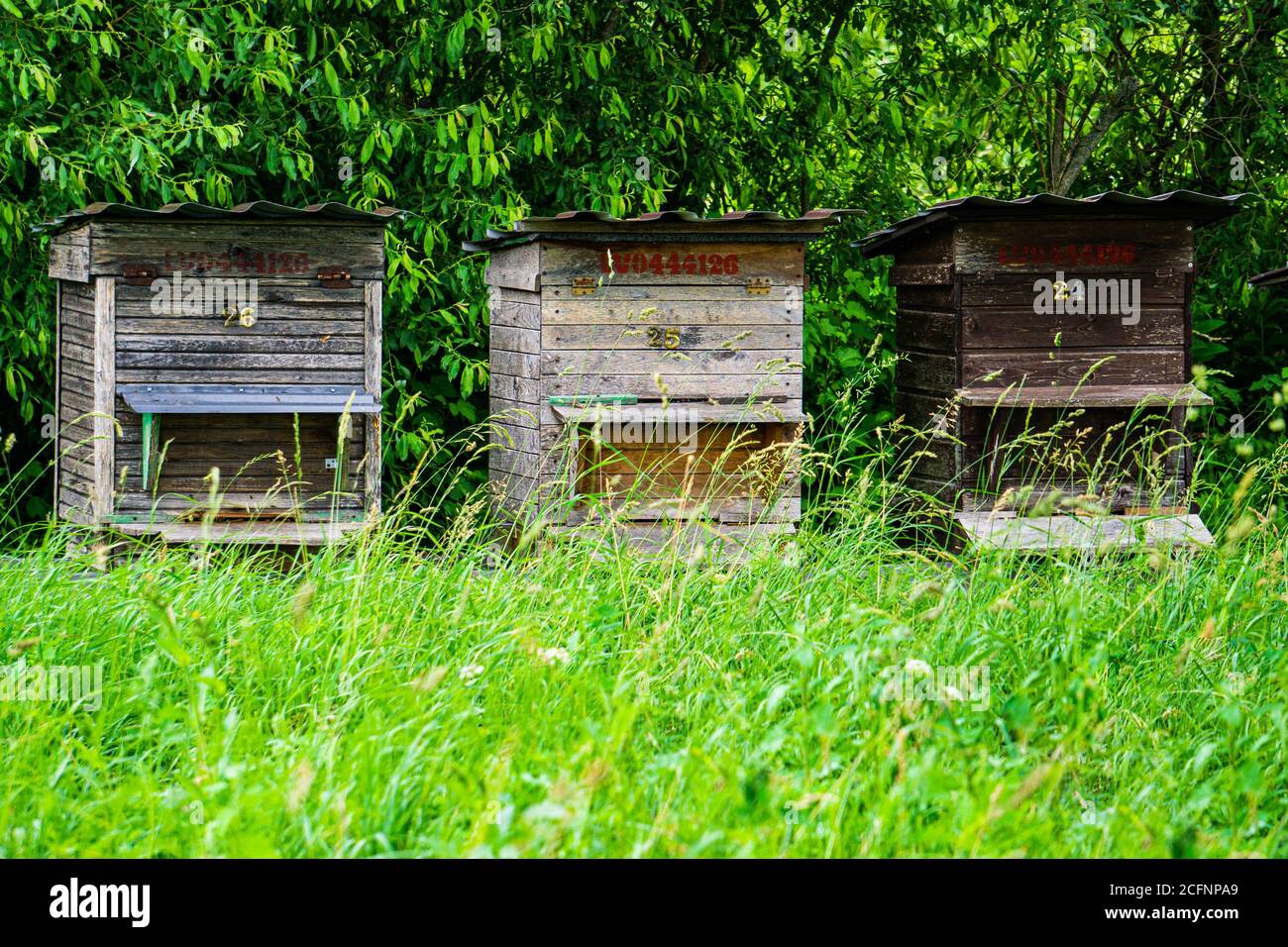 Wooden houses for bees in the countryside. Bee hives Stock Photo - Alamy