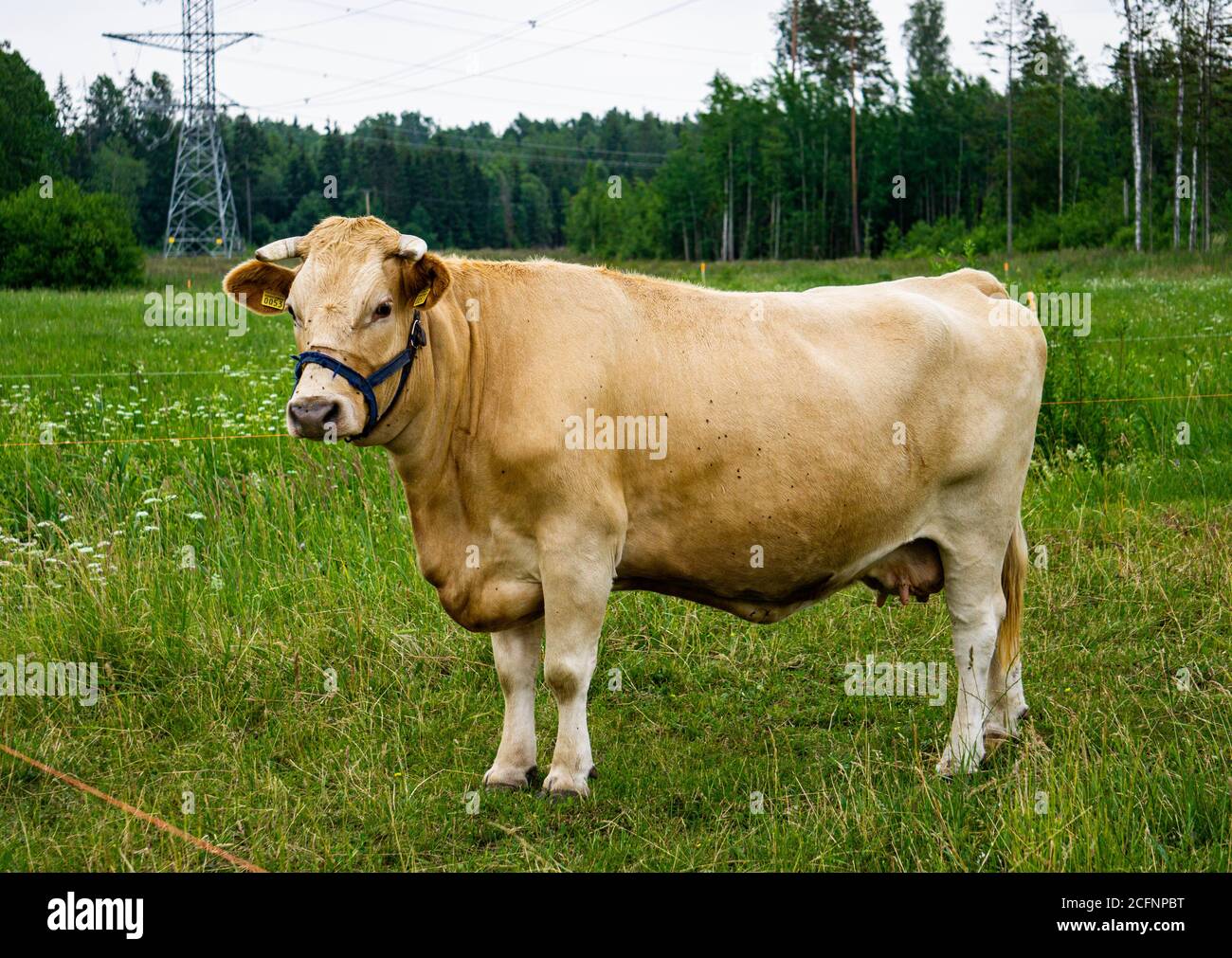 Beige cow with horns hi-res stock photography and images - Alamy