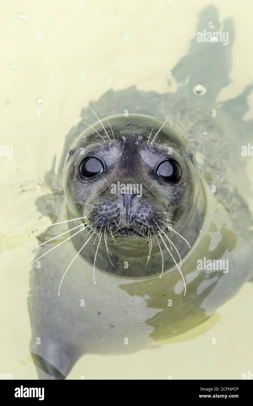 Ecomare museum hi-res stock photography and images - Alamy