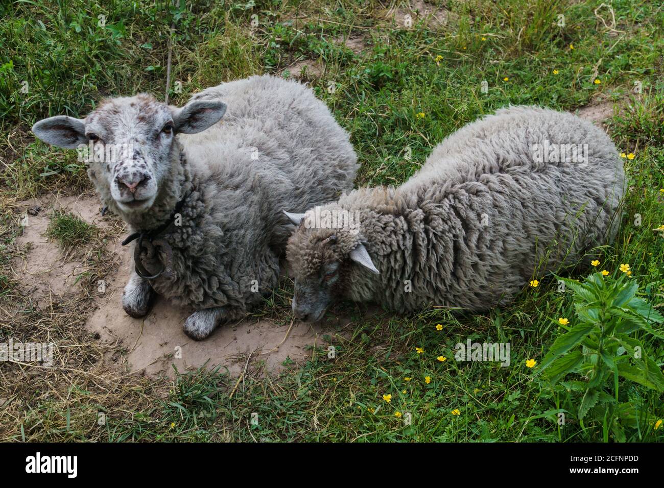 Gray lambs pinch grass in the meadow and drink water Stock Photo - Alamy