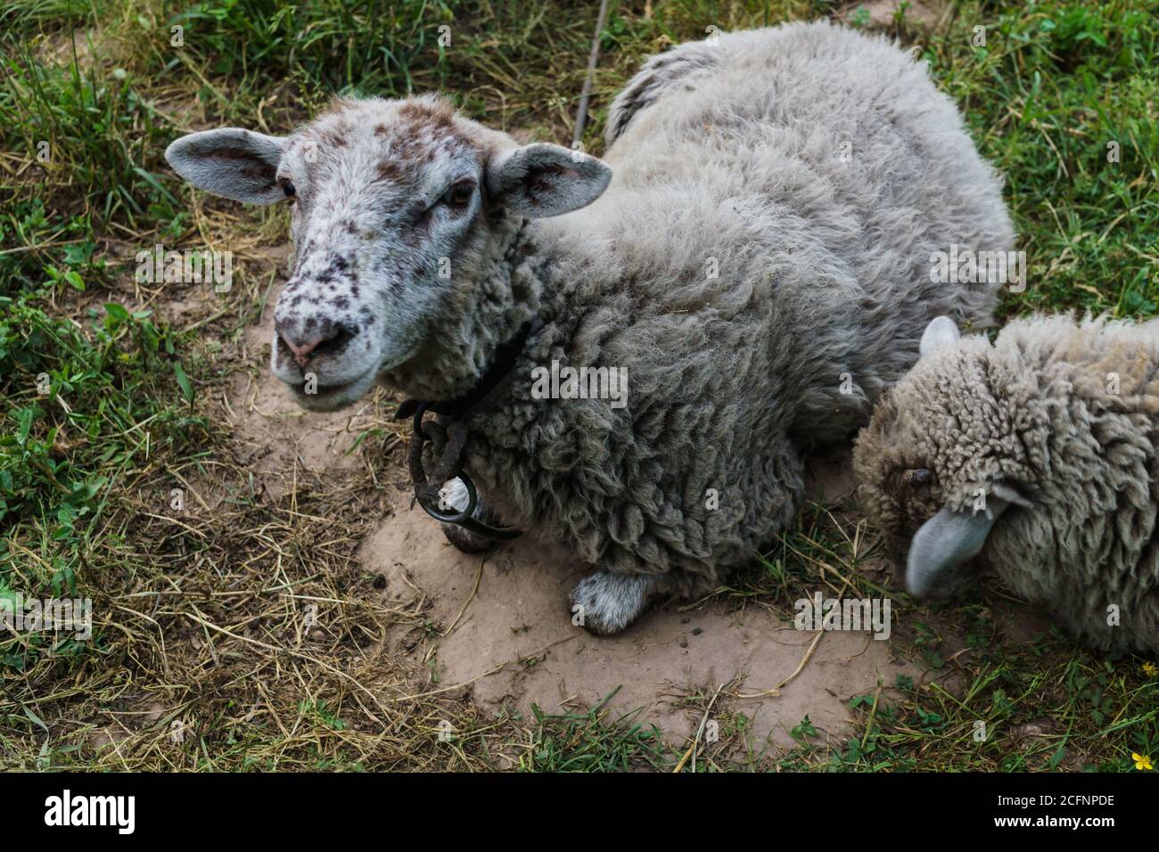 Gray lambs pinch grass in the meadow and drink water Stock Photo - Alamy