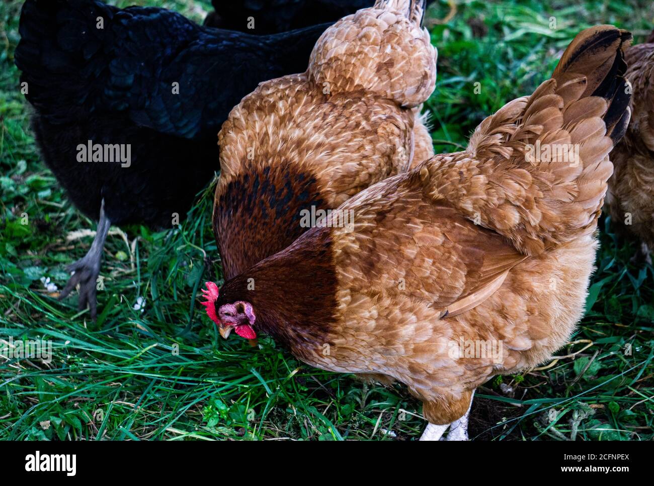 Multi-colored motley chickens are looking for food in a rural yard ...
