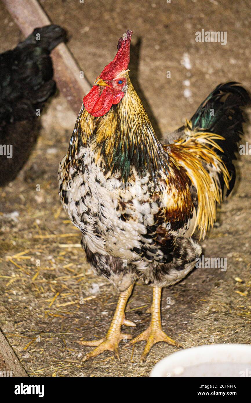 Corral bird hi-res stock photography and images - Alamy