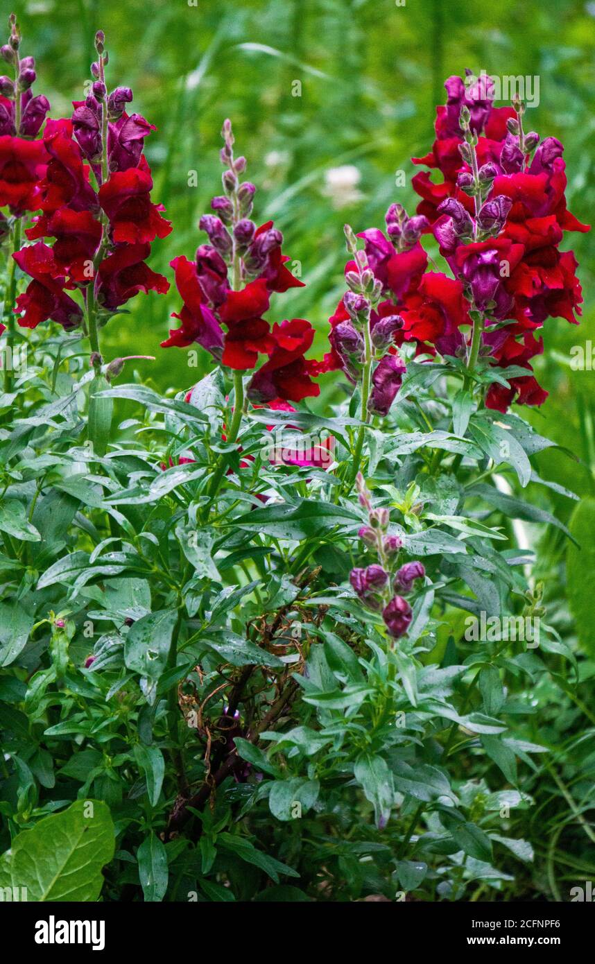 In a snapdragon flower hi-res stock photography and images - Alamy