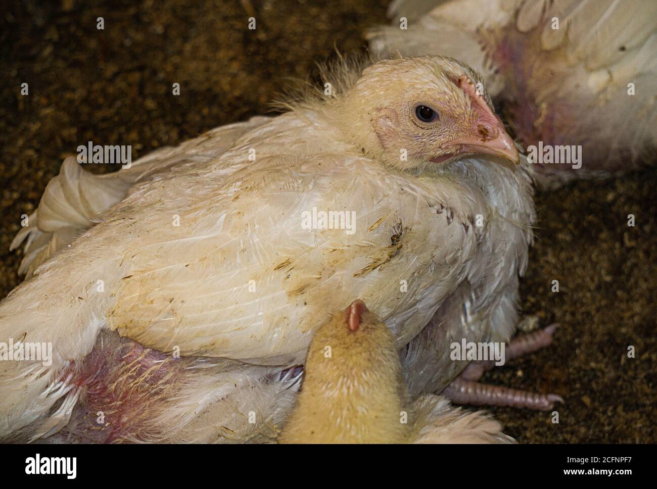 Broiler hi-res stock photography and images - Alamy