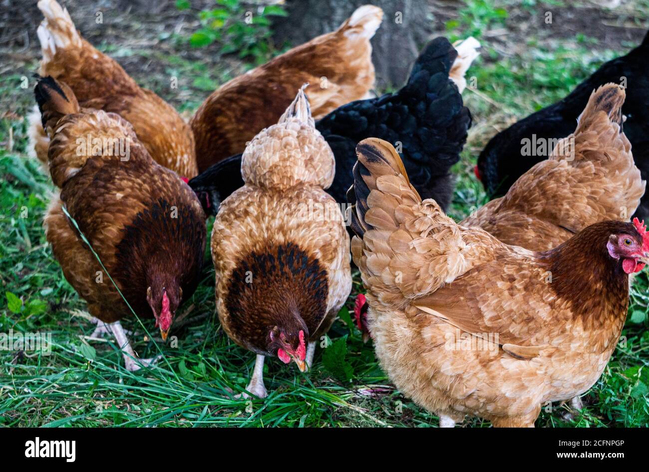 Multi-colored motley chickens are looking for food in a rural yard ...