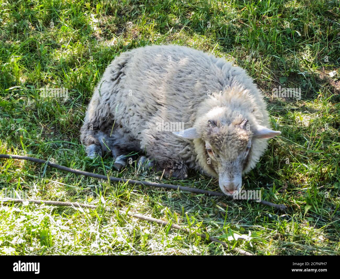Gray lambs pinch grass in the meadow and drink water Stock Photo - Alamy