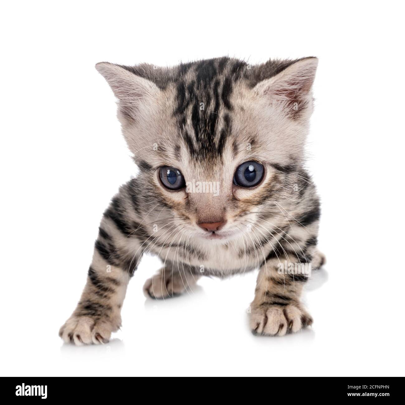 White Baby Bengal Cat