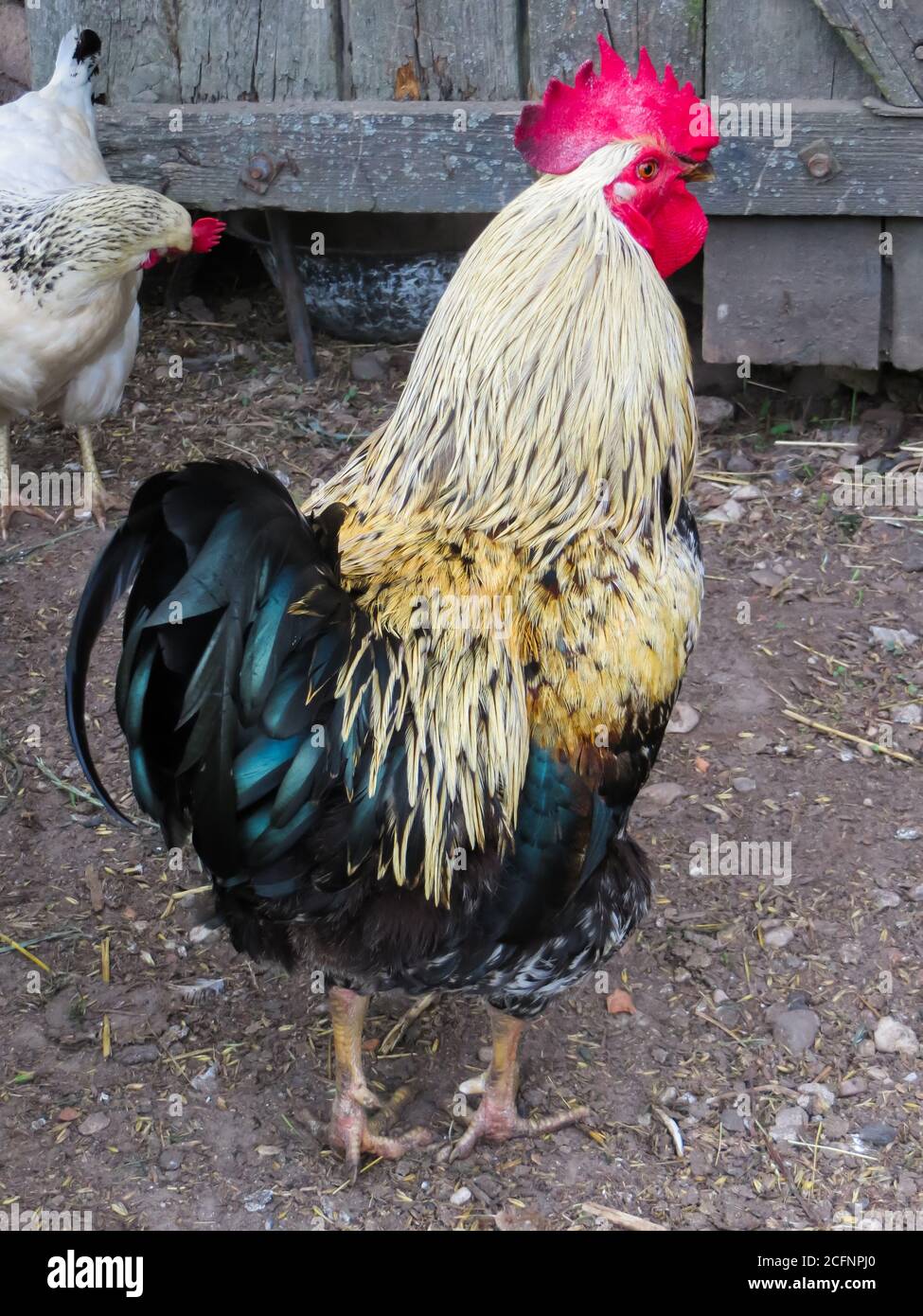 Beautiful rooster with colorful feathers on the farm Stock Photo - Alamy