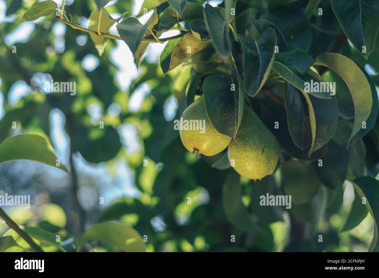 Beautiful fresh young pears growing on a tree. Close up Stock Photo - Alamy
