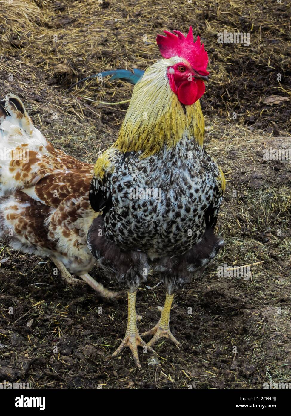 Beautiful rooster hi-res stock photography and images - Alamy