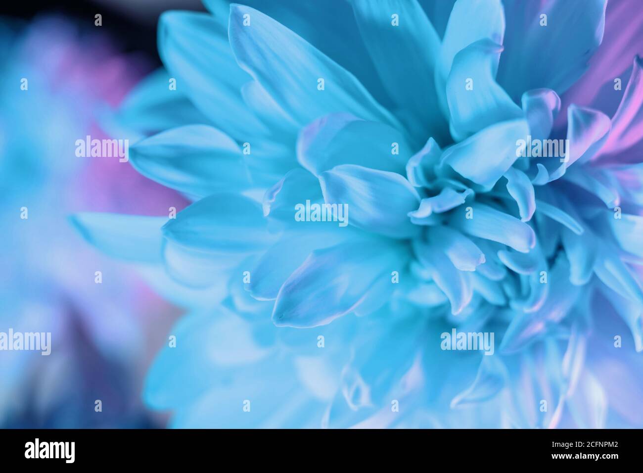 Close up Beautiful flowers in neon light. Minimalism retro style ...