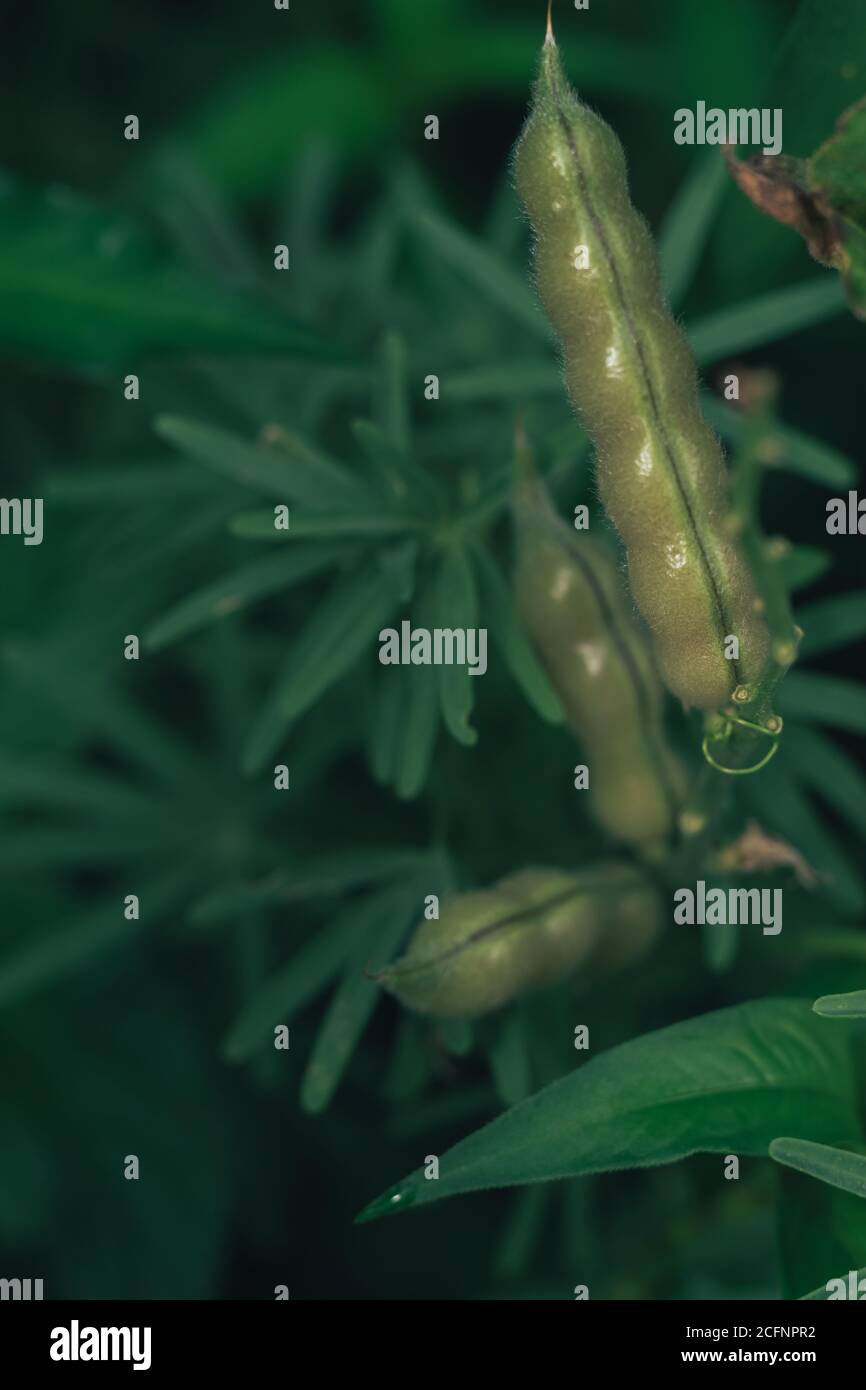 Green leaves and broad bea summer in the meadow. Nature background ...