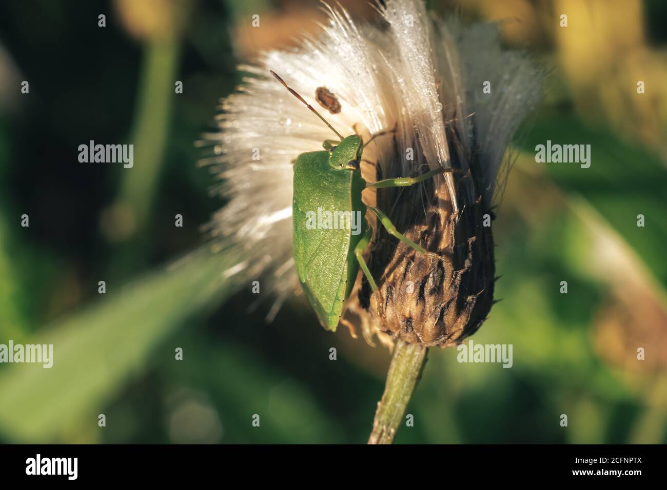 Close Up of linen skin stink bug on the green leaf, The brown ...