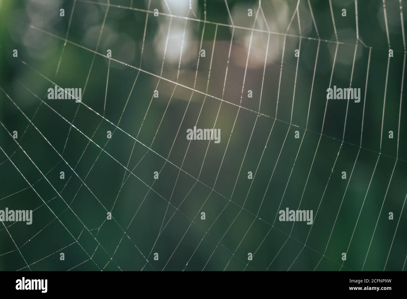 Cobweb or spider's web against a natural background, Dew on a spider ...
