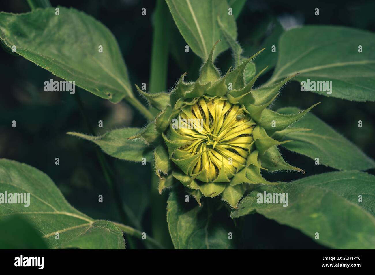 Close up beautiful young closed flower of a sunflower on a background ...