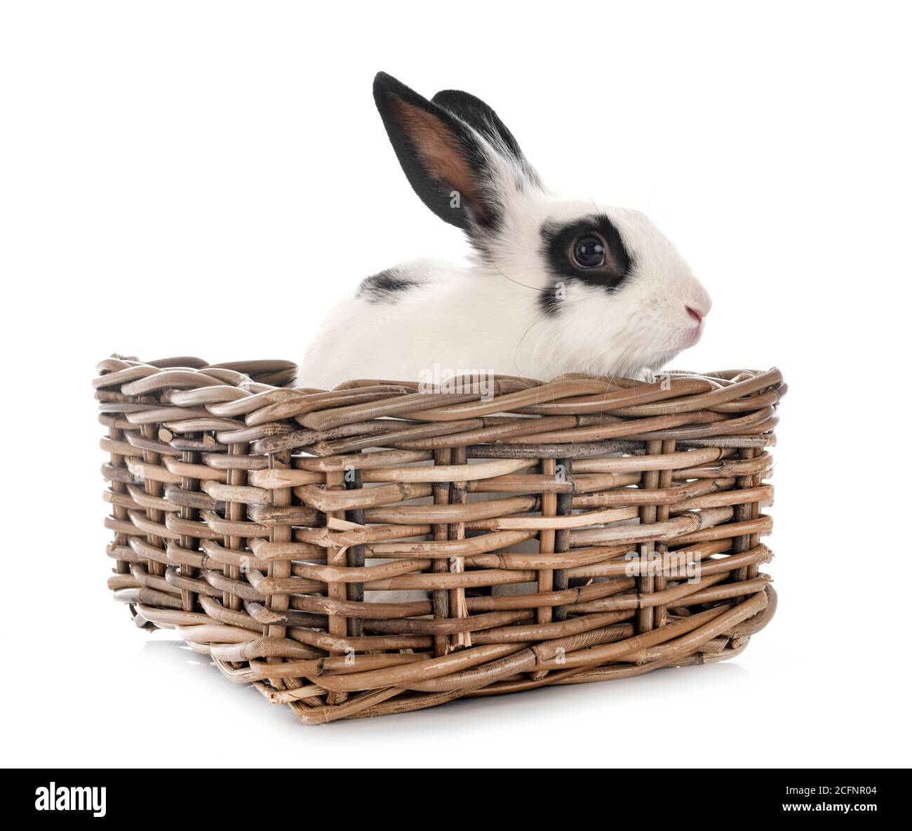 English spot rabbit hi-res stock photography and images - Alamy