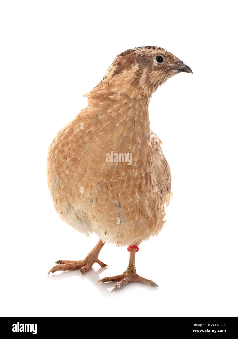 japanese quail in front of white background Stock Photo - Alamy