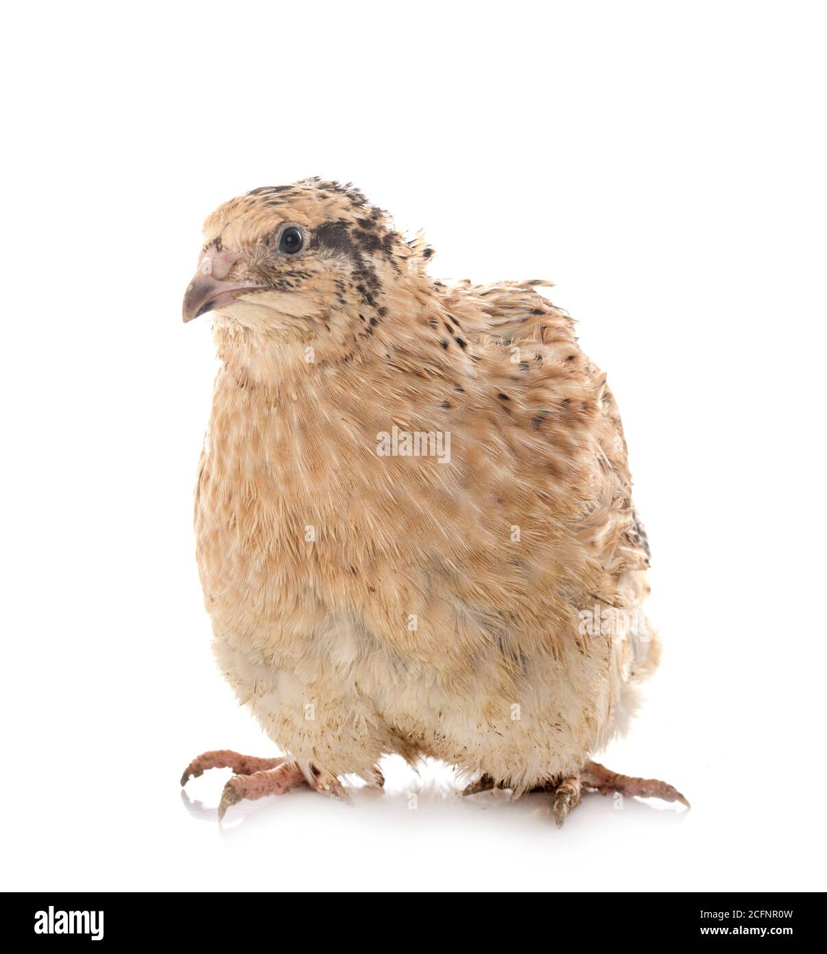 japanese quail in front of white background Stock Photo - Alamy