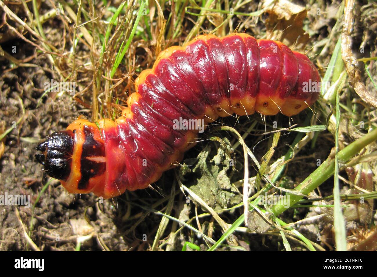 big red grub as fresh meaty fishfood Stock Photo - Alamy