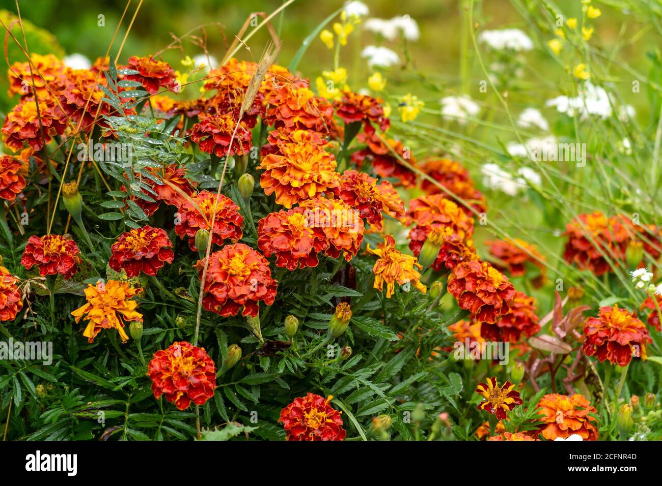 Marigolds (Tagetes erecta, Mexican marigold, Aztec marigold, African ...