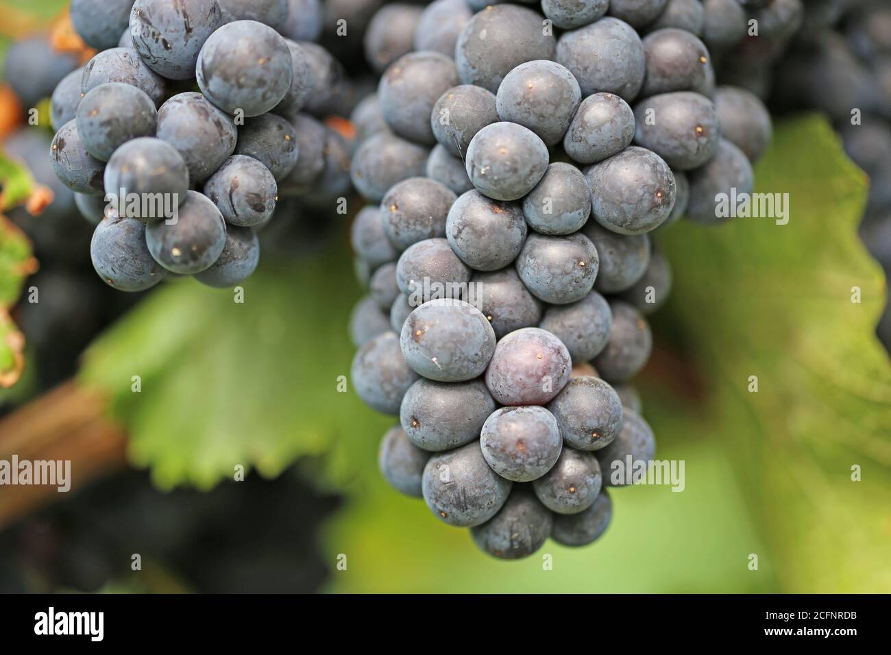 Blue vine grapes grapes hi-res stock photography and images - Alamy