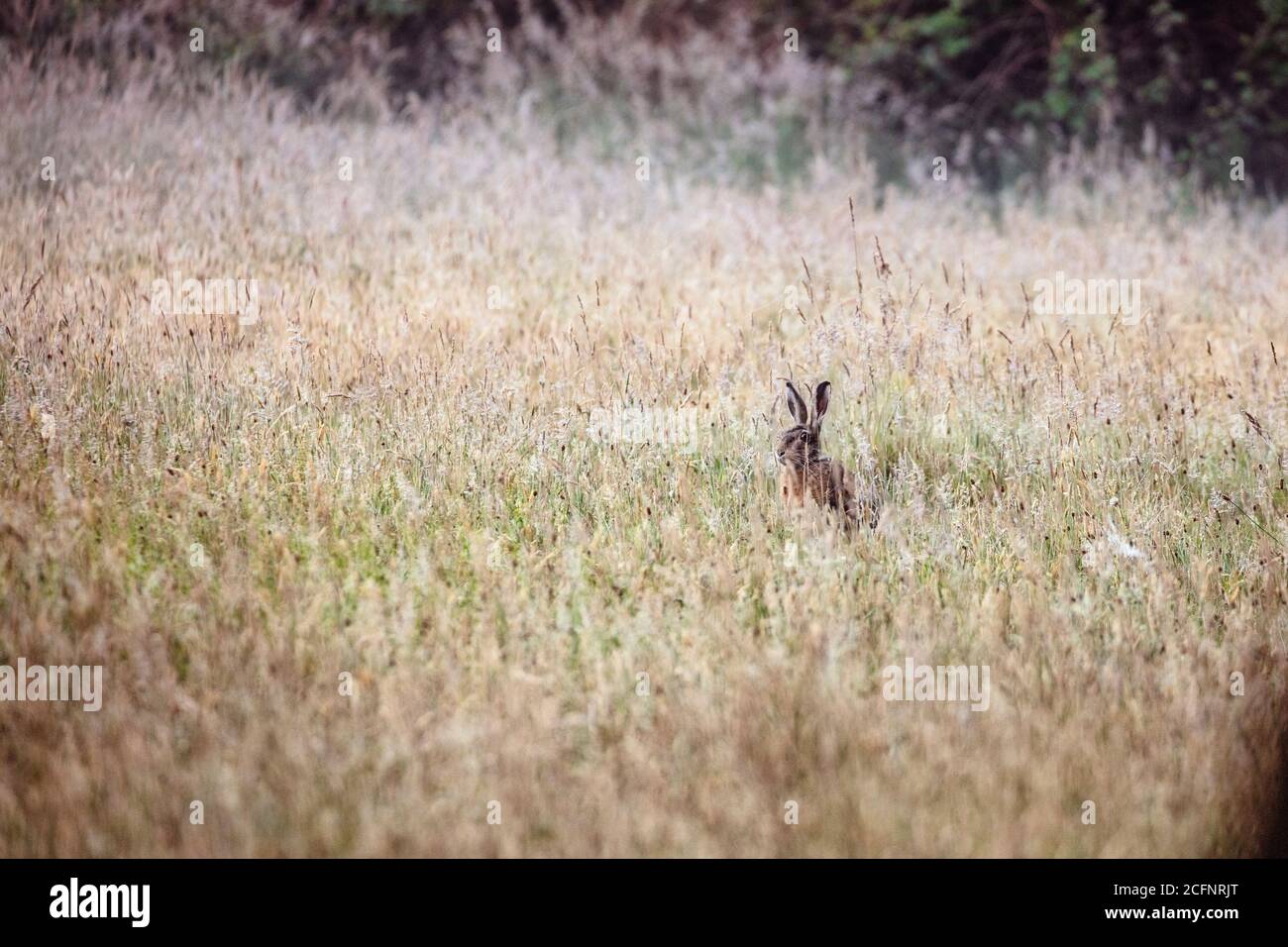 The Netherlands, 's-Graveland, Rural estate Hilverbeek. Hare in grass ...