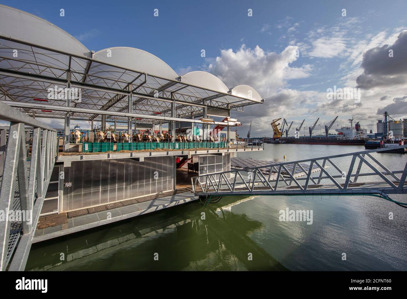 The Netherlands, Rotterdam, the first floating farm with 40 cows in the ...