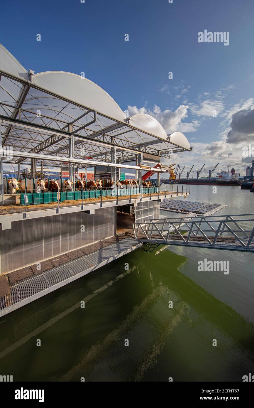 The Netherlands, Rotterdam, the first floating farm with 40 cows in the ...