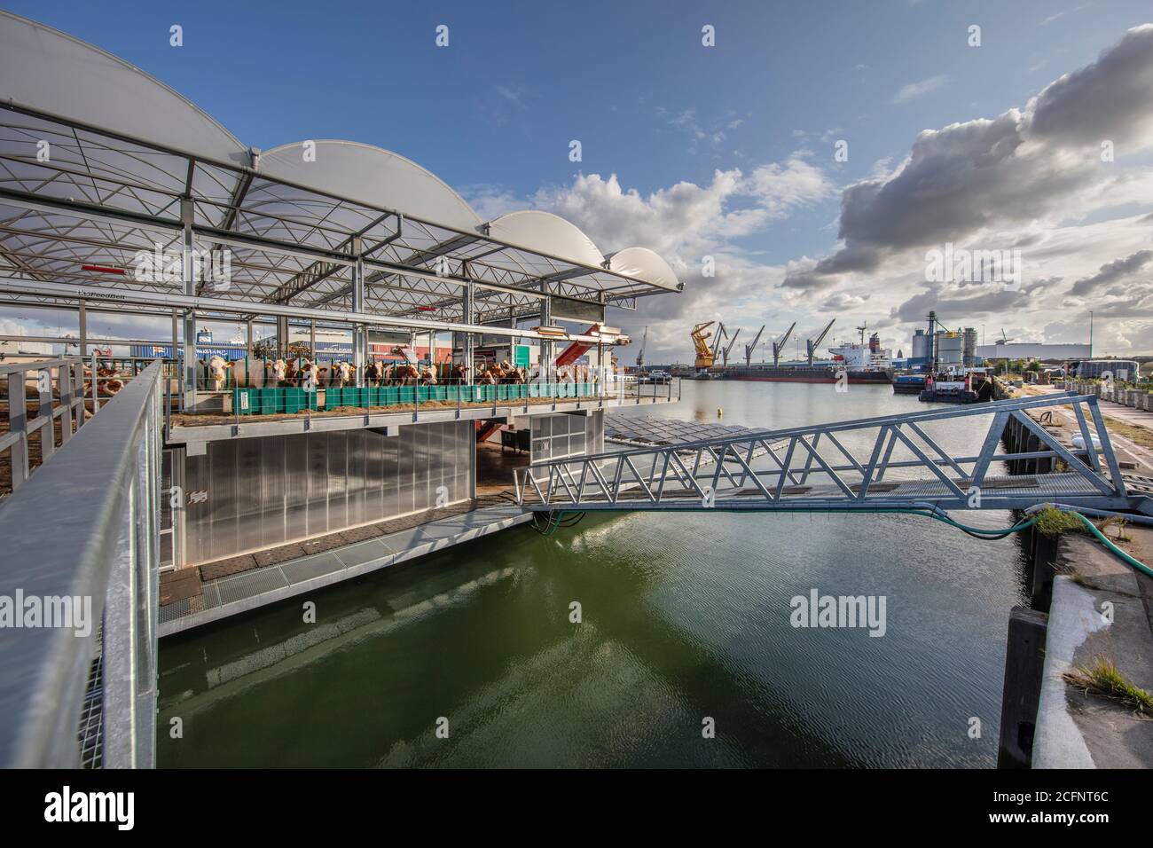 The Netherlands, Rotterdam, the first floating farm with 40 cows in the ...