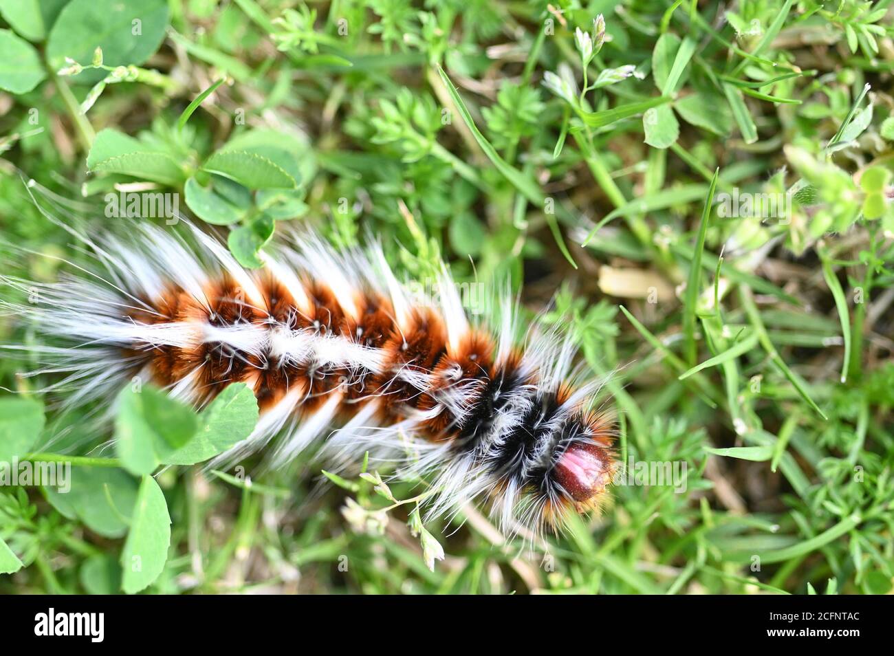 Australian Tiger Moth High Resolution Stock Photography and Images - Alamy