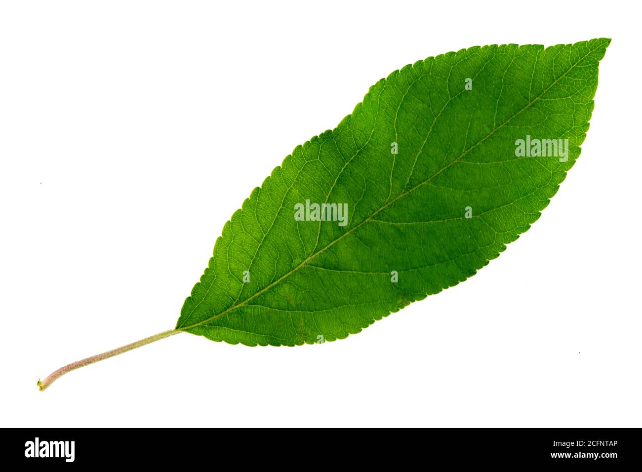 one green leaf of an apple tree isolated on the white background, the ...