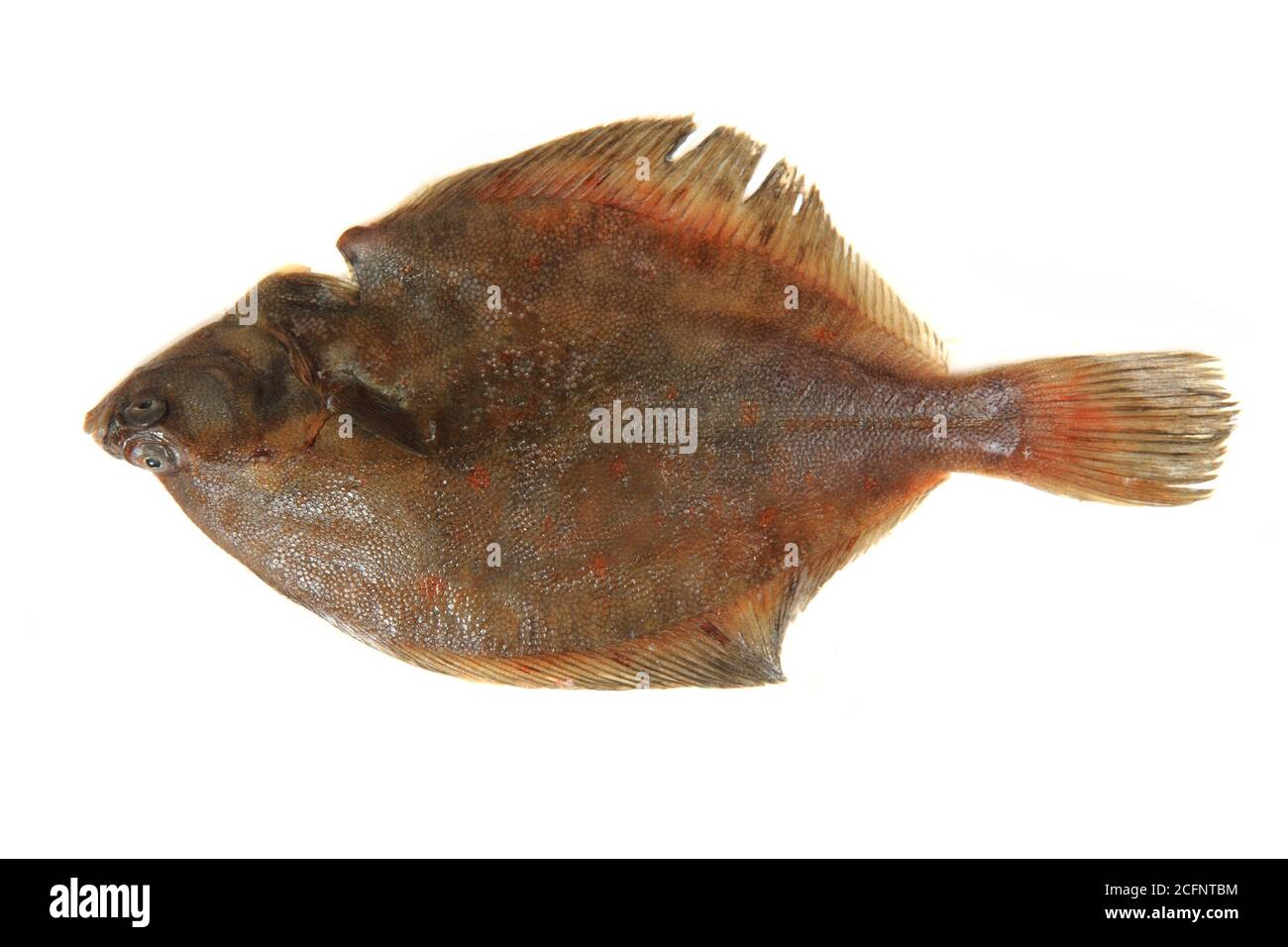 sea flatfish isolated on the white background Stock Photo - Alamy