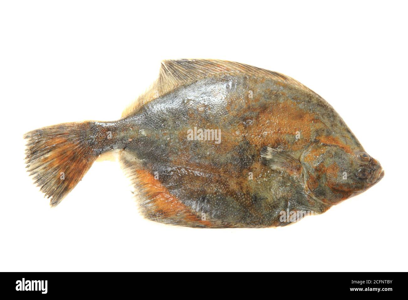 sea flatfish isolated on the white background Stock Photo - Alamy
