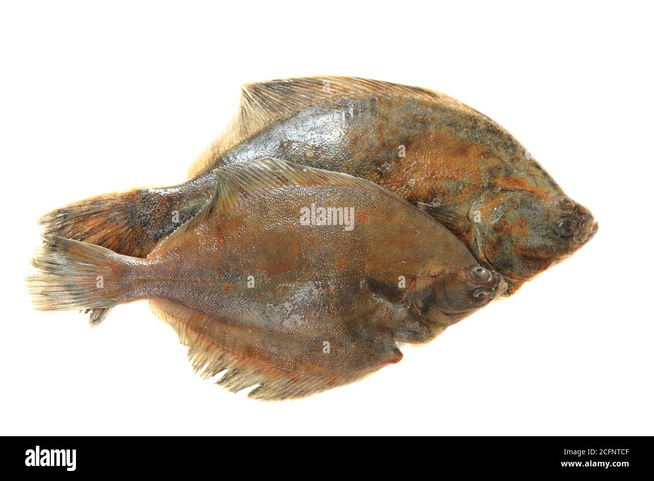sea flatfishes isolated on the white background Stock Photo - Alamy