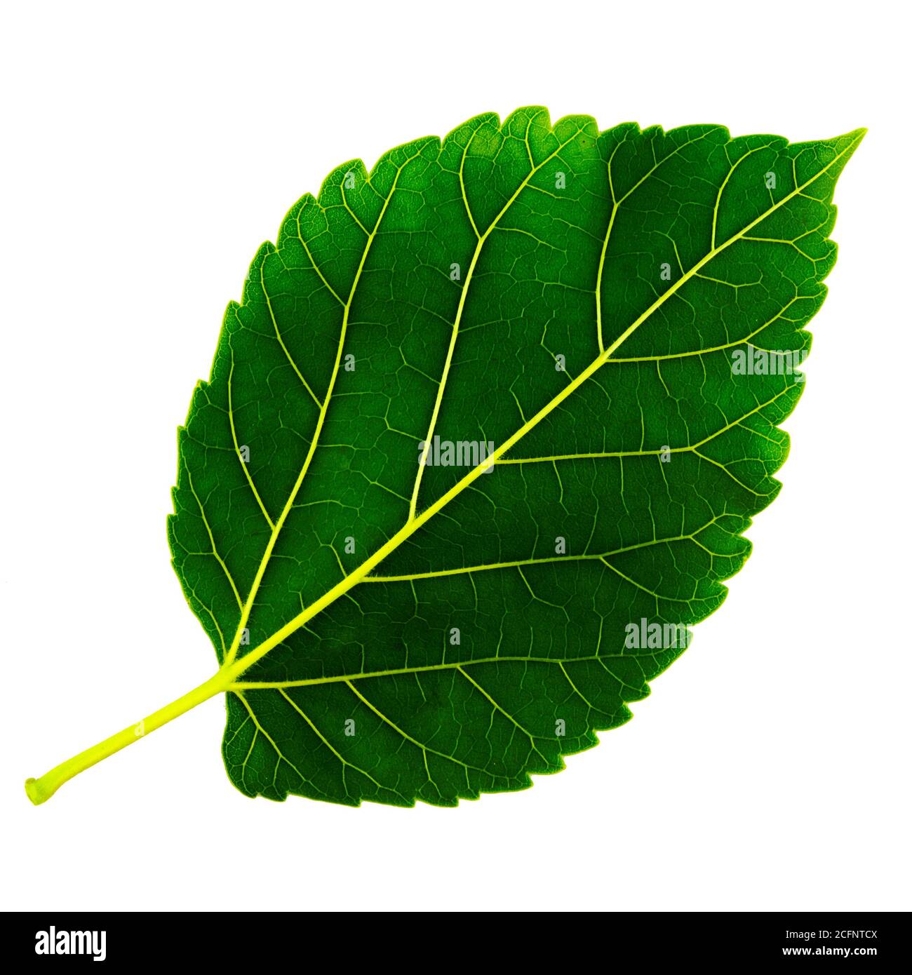 one green leaf of mulberry is isolated on the white background, underside of leaf Stock Photo ...