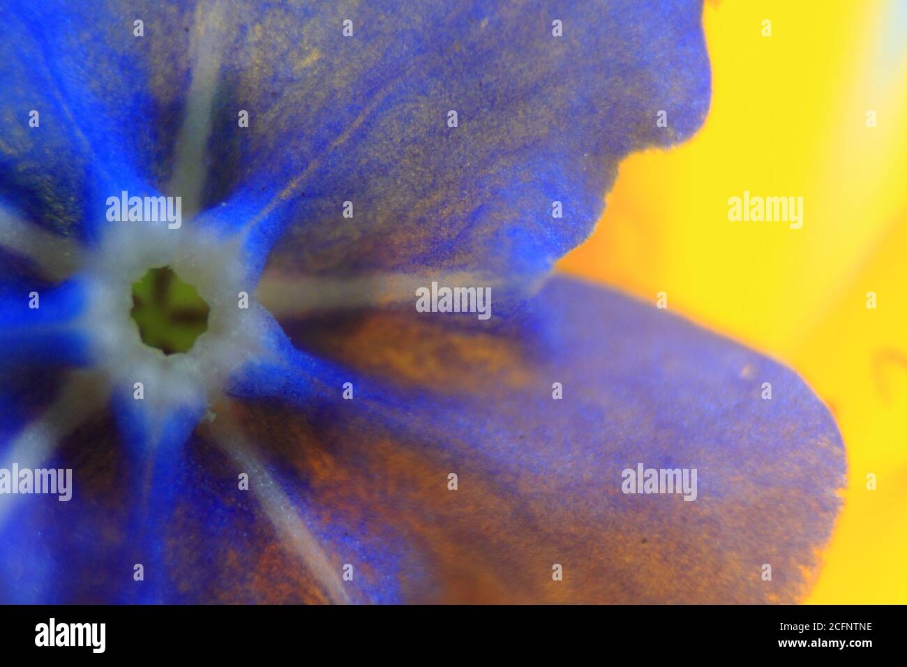 forget-me-not flower detail as nice spring background Stock Photo - Alamy